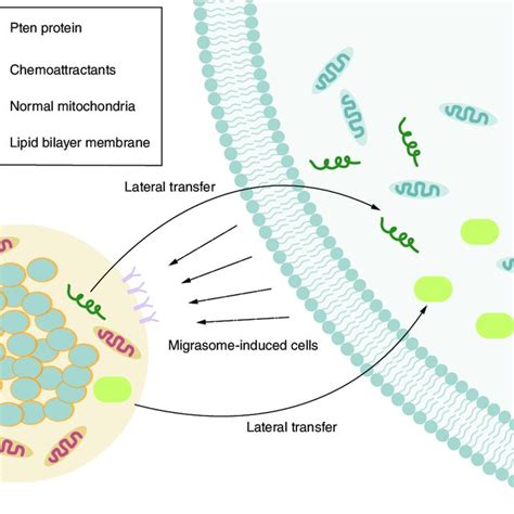 Migrasome And Cell During Cell Migration Migrasomes Production At
