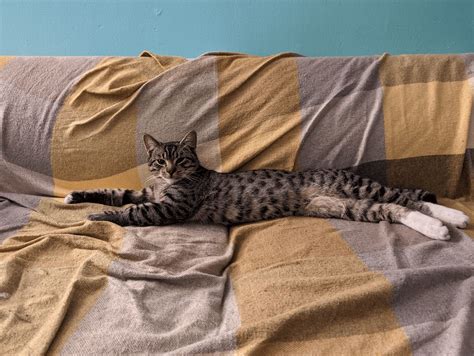Sic Tries To Be Cute And Sexy Succeeds Rstandardissuecat