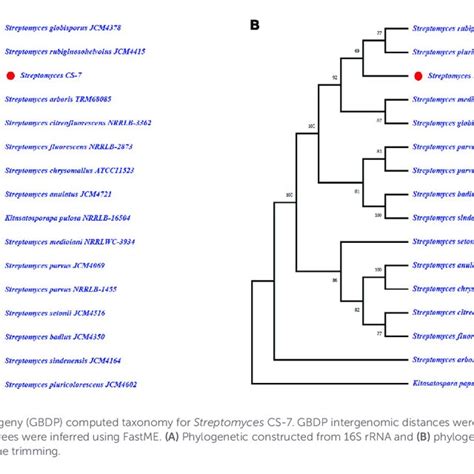 Isolation And Morphological Observation Of Streptomyces Spp A