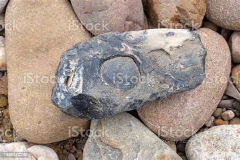 海の小石の接写石の上の先史時代の貝殻の刻印背景壁紙 カラー画像のストックフォトや画像を多数ご用意 カラー画像 クローズアップ
