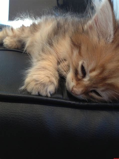 Floyd Is Sleepy Cute Cats Hq Pictures Of Cute Cats And Kittens