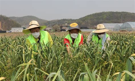 파주시 고령 농업인에 영농대행비 최대 50만원 지원 파이낸셜뉴스