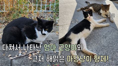 다쳐서 나타난 엄마 고양이와 그저 해맑은 마당냥이 형제 일상 Youtube