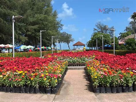Photo Gallery เนรมิตสวนดอกไม้หลากสีบริเวณชายหาดแหลมสมิหลา ต้อนรับนัก