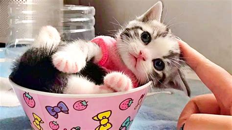 Những Chú Mèo Cute Cats Munchkin Với Nụ Cười Ngộ Nghĩnh