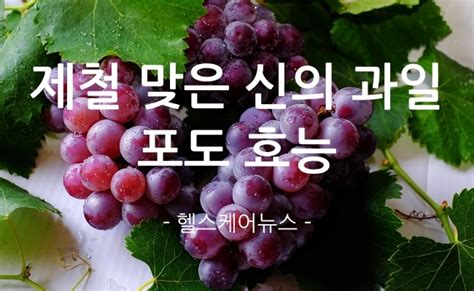 제철 맞은 신의 과일 포도 효능
