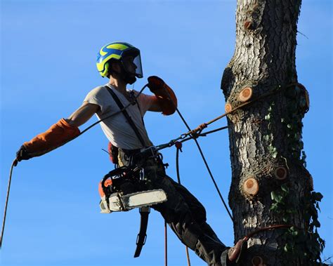 Washington Tree Pruning Trimming Pacific Arboriculture