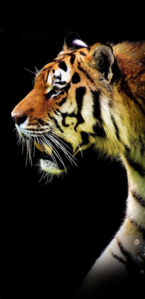 Galaxy Tiger Wallpapers On Wallpaperdog