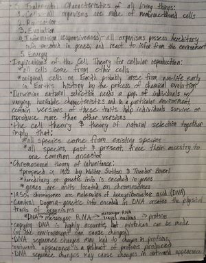 Stages Of Mitosis In Garlic Root Tip Cells Sizes Of A Sativum Root Tip Cells In Various