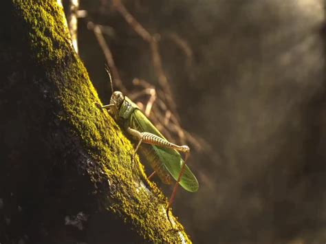 Rahul Prakash On Linkedin Blender Blender3d Blenderart 3d 3dart Lighting Compositing Nuke…