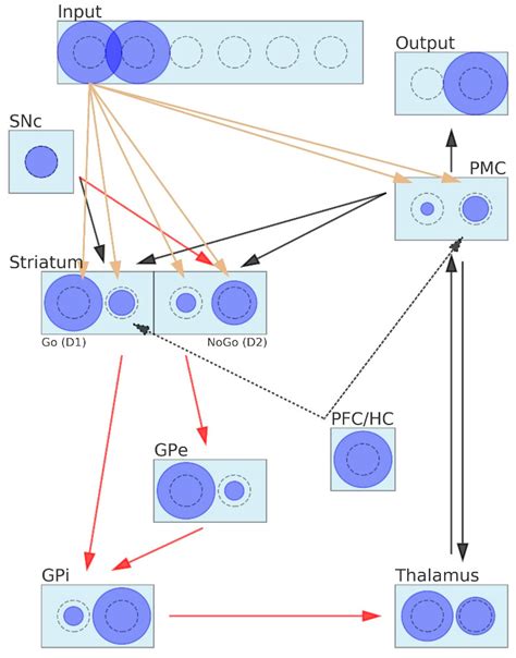 Brain Sciences Free Full Text Coarse Grained Neural Network Model Of The Basal Ganglia To
