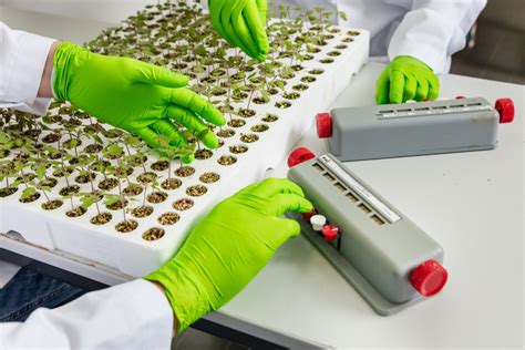 Seed Analysis