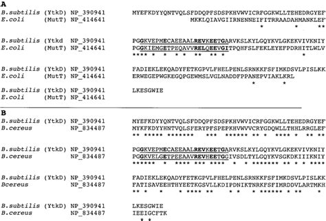 Amino Acid Sequence Alignment Of B Subtilis Ytkd With E Coli Mutt A