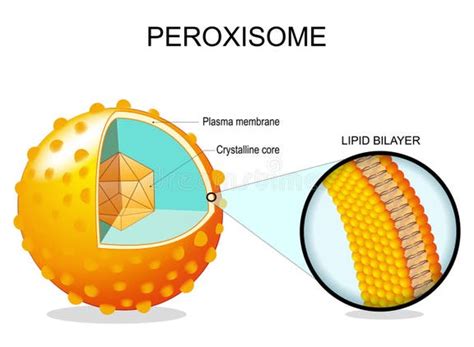 Peroxisome Anatomy Cross Section Of A Cell Organelle Stock Vector