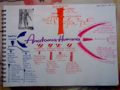 Telescopio Mapa Mental Anatomía Humana
