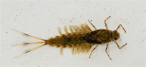 Ephemeroptera Larvae