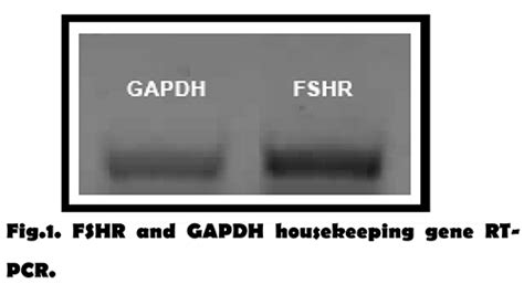 Hitseeker Fsh Receptor Cell Line Innoprot Gpcr Cell Lines