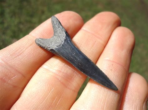 Rare Cretaceous Goblin Shark Tooth Recently Sold Fossils