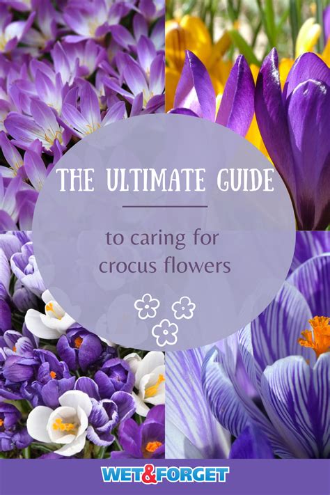 Crocus Flowers Care Guide