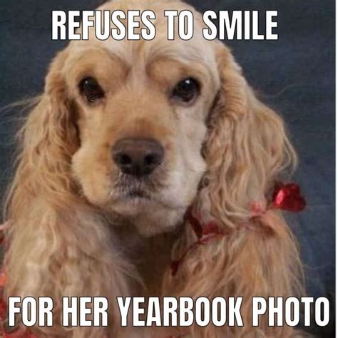 50 Cocker Spaniel Memes To Make You Bol Fidose Of Reality