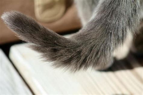 Cat Tail Behavior Explained What Different Movements Mean