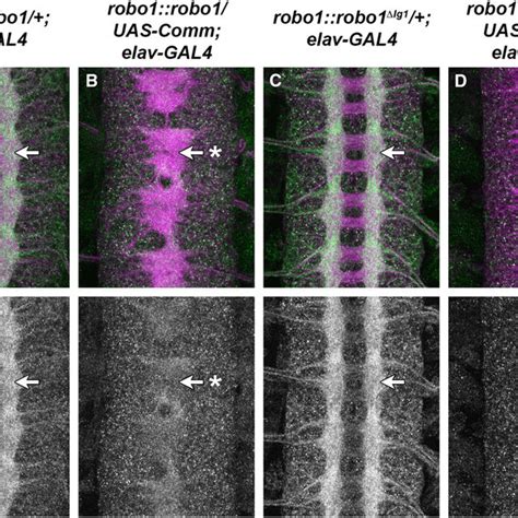 Schematic Representation Of The Drosophila Visual System A Schematic