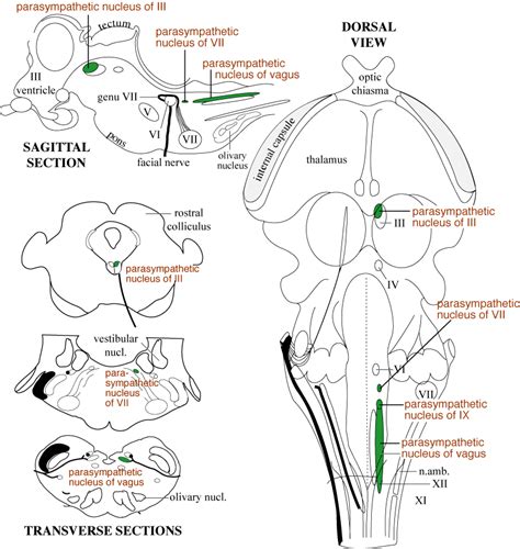 Brainstem Parasympathetic Nuclei
