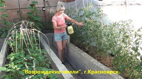 Биококтейль и защита растений. - YouTube
