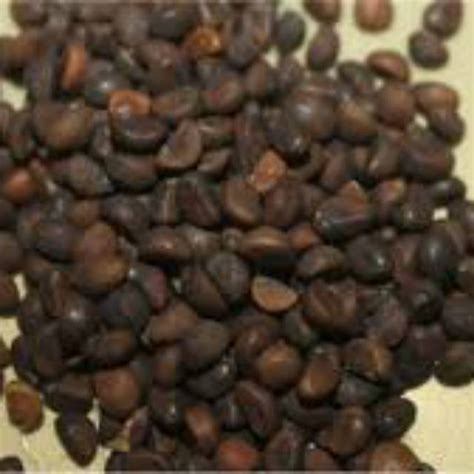 Jual Biji Benih Kangkung Hidroponik Shopee Indonesia