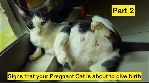 How Long Can A Cat Get Pregnant Again After Giving Birth At Paul Roth Blog