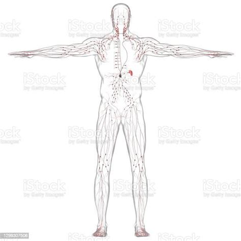 의료 개념 3d 렌더링을 위한 인간 림프절 해부학 림프절에 대한 스톡 사진 및 기타 이미지 림프절 목 0명 Istock