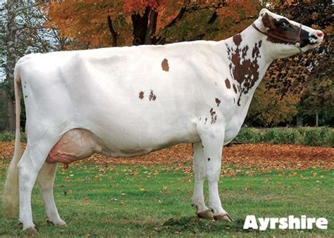 Dairy Cattle Breeds Flashcards Quizlet