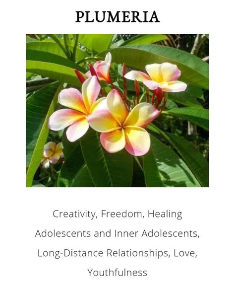 Plumeriafrangipani Tropical Flowers Plumeria Benefits Plumeria