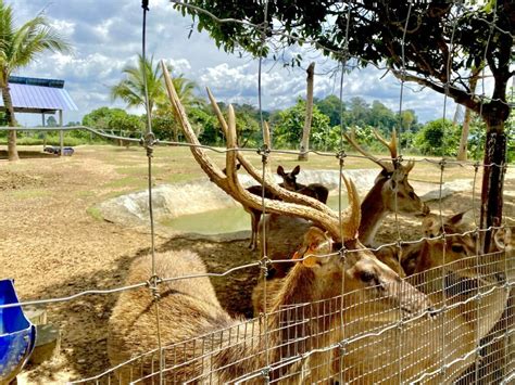 Review My Trip To Selangor Fruit Valley Sfv Ticket And Activities 2024