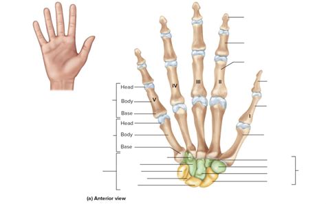 Carpus Diagram Diagram Quizlet
