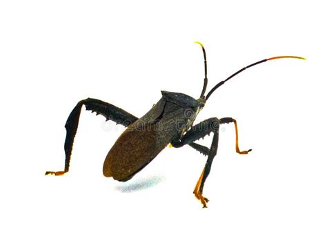 Leaf Footed Stink Bug Nymphs On Tomato Plant Leaf Stock Image Image