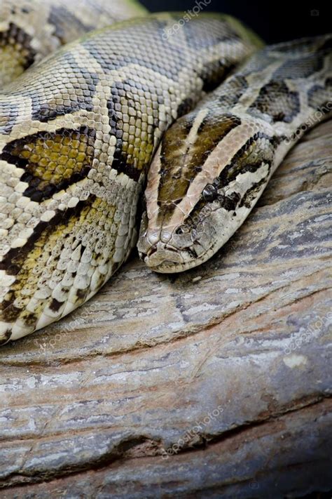 Close Up Photo Of Burmese Python Python Molurus Bivittatus Iso