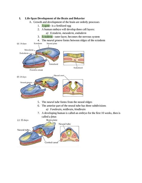 Nervous System Development I Life Span Development Of The Brain And