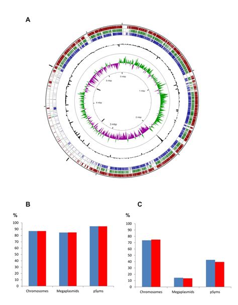 Genomic Comparison Of R Grahamii And Other Rhizobia A Chromosomal