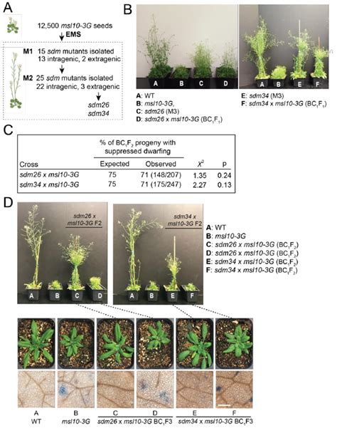 A Forward Genetic Screen Identifies Sdm26 And Sdm34 Dominant Download Scientific Diagram