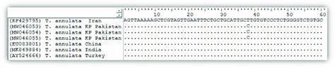18s rrna gene variable region v4 in a 60bp nucleotide sequence