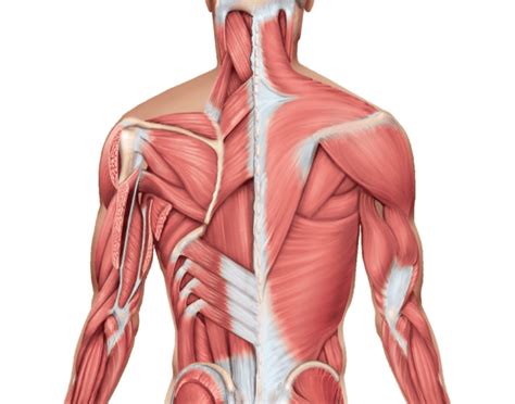 Posterior Muscles That Move The Neck And Head — Printable Worksheet