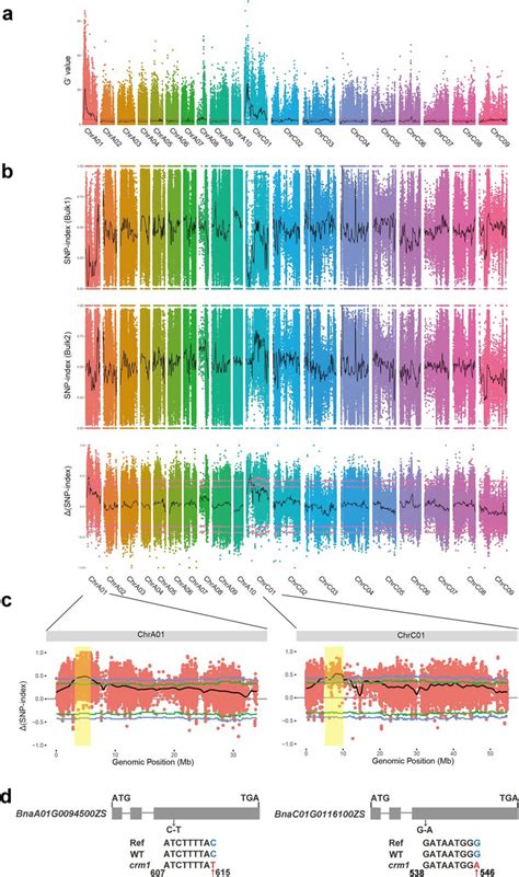 Gene Mapping Of Crm1 By Bulked Segregant Analysis Using Resequencing A