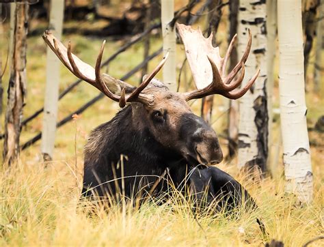 420 Photography Moose In The Aspens