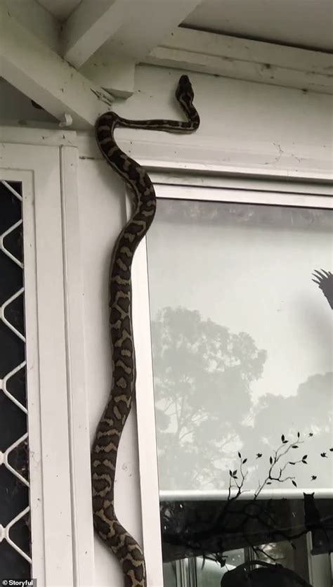 Huge Python Captured Slithering Up Home In Northern Nsw Town Of Grafton
