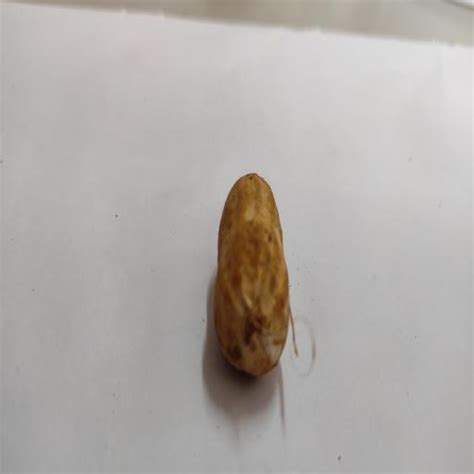 Groundnut Detection Object Detection Dataset And Pre Trained Model By Ml Project