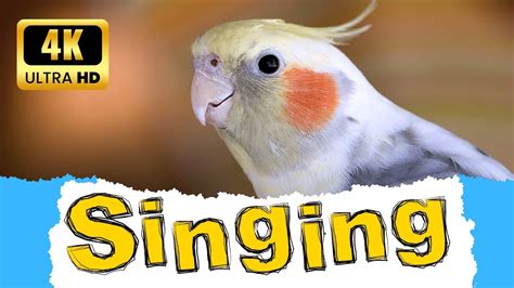 Cockatiel Singing In Best Quality 4k Make Your Cockatiel Happy Youtube