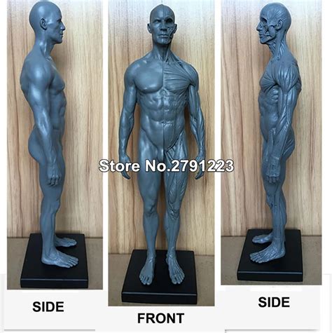 남자 And 여자 해골 30 Cm 인간 해부 모형 해부학 두개골 머리 근육 뼈 남성 And 여성 인체 모형 의학 예술가