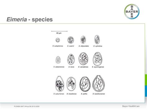 Calf Coccidiosis