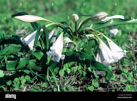 Crinum Lily Crinum Macowanii Stock Photo Alamy